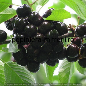 Pepiniera Mitreni - Ciresi