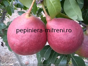 Pepiniera Mitreni - Peri