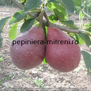Pepiniera Mitreni - Peri