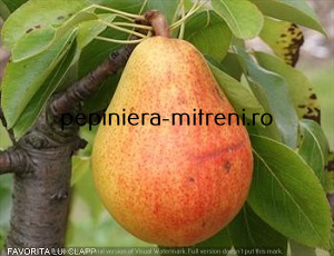 Pepiniera Mitreni - Peri