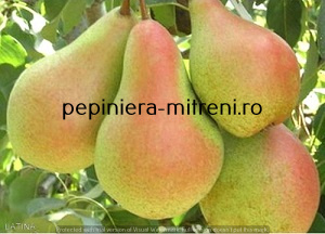 Pepiniera Mitreni - Peri