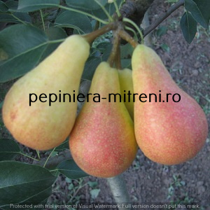 Pepiniera Mitreni - Peri