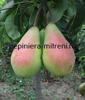 Pepiniera Mitreni - Peri